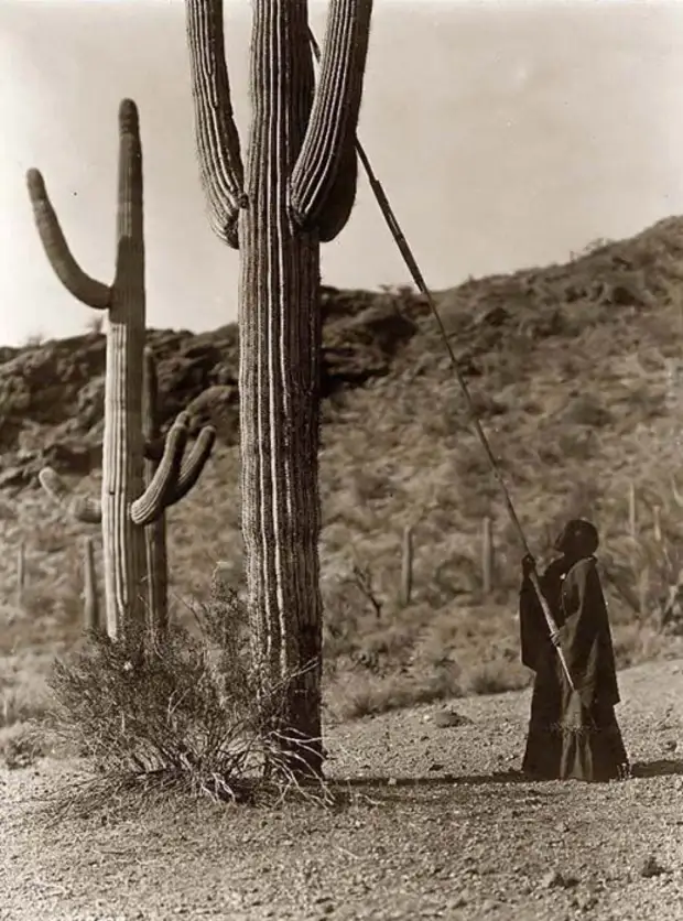 Obinrin agbegbe kan ge cactus kan pẹlu igi nla kan.