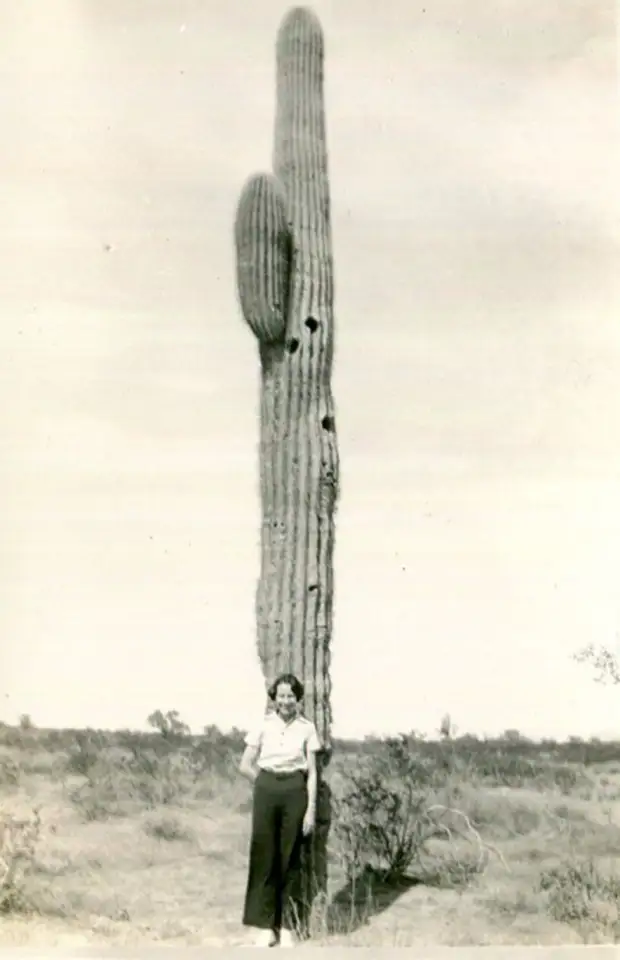 ದೊಡ್ಡ ಗಾತ್ರದ ವಿಲಕ್ಷಣ ಸಸ್ಯ.