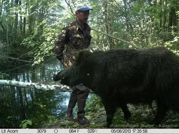 Grūti noticēt: kas noķerts kameru lamatās Černobiļas zonā Černobiļa, aizlieguma zona, daba