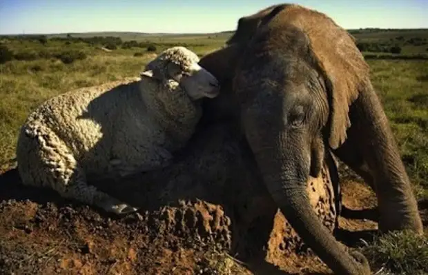 Amitié entre animaux d'espèces différentes