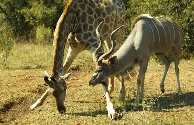 Amitié entre animaux d'espèces différentes