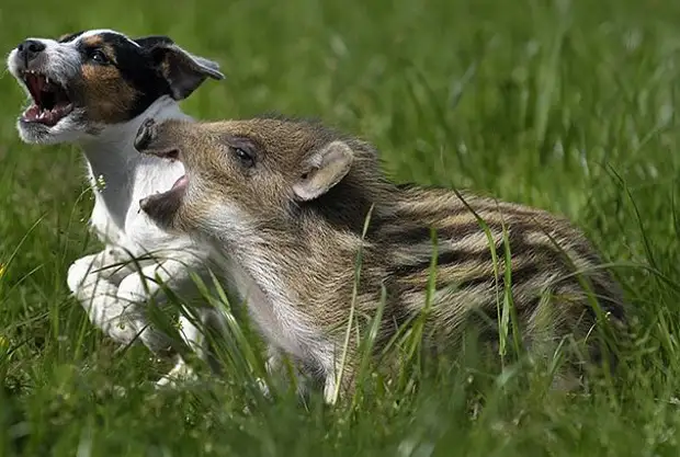 Amitié entre animaux d'espèces différentes