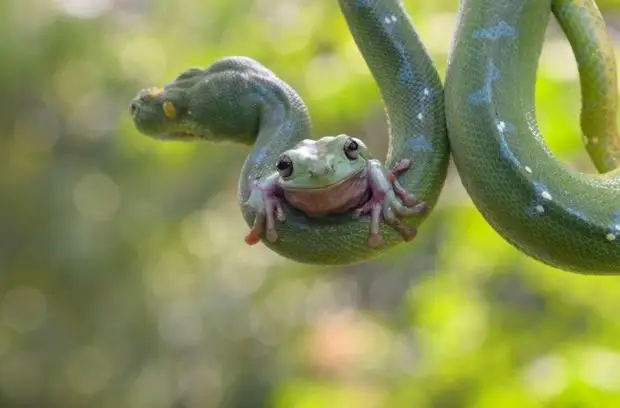 Amitié entre animaux d'espèces différentes