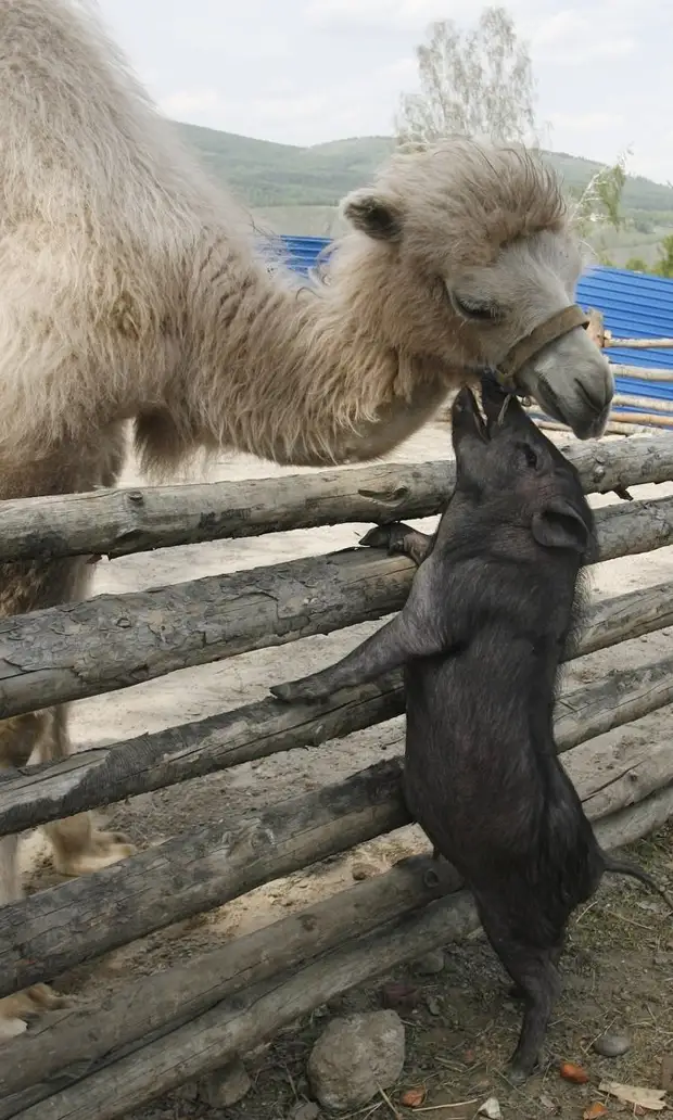 Amitié entre animaux d'espèces différentes