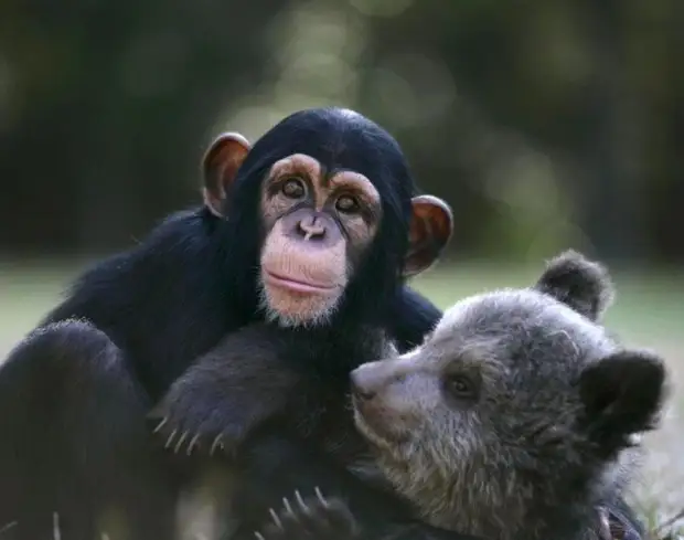 Amitié entre animaux d'espèces différentes