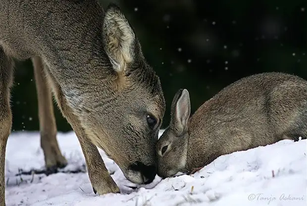 Amitié entre animaux d'espèces différentes