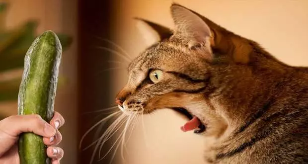 מדוע חתולים מפחדים ממלפפונים: פחד ופסיכולוגיה