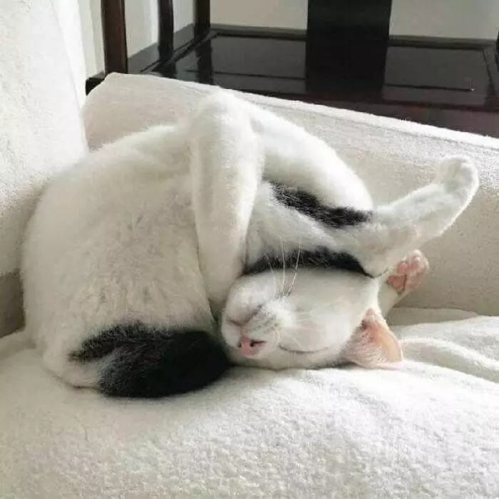 Fluffy yogi.