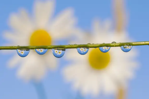 Yaban hayatı hakkında 16 fotoğraf - dünyadaki en keşfedilmemiş fotoğraf