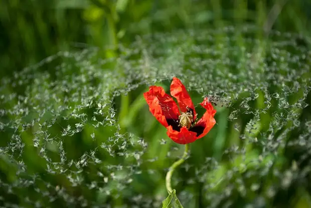 Yaban hayatı hakkında 16 fotoğraf - dünyadaki en keşfedilmemiş fotoğraf