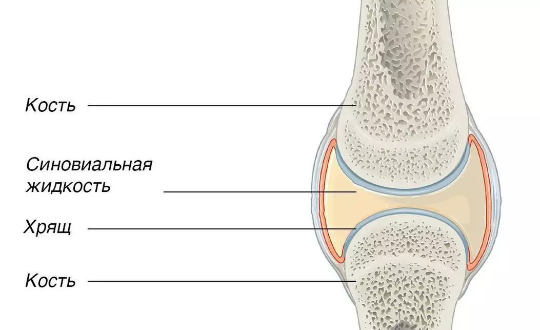 راهنمای کندرویتین