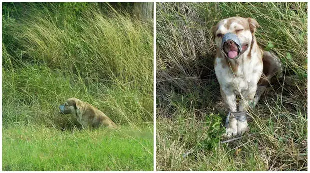 生きている犬は、その銃口の動物の救助、犬の救助の周りに結ばれた足とテープで溝で発見されました