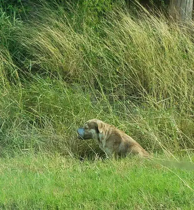 Instalarul rezident din Texas Carlos Carillo mergea la muncă cu un prieten când a văzut într-un șanț de lângă drum ceva neașteptat, salvare a animalelor, salvare a câinilor