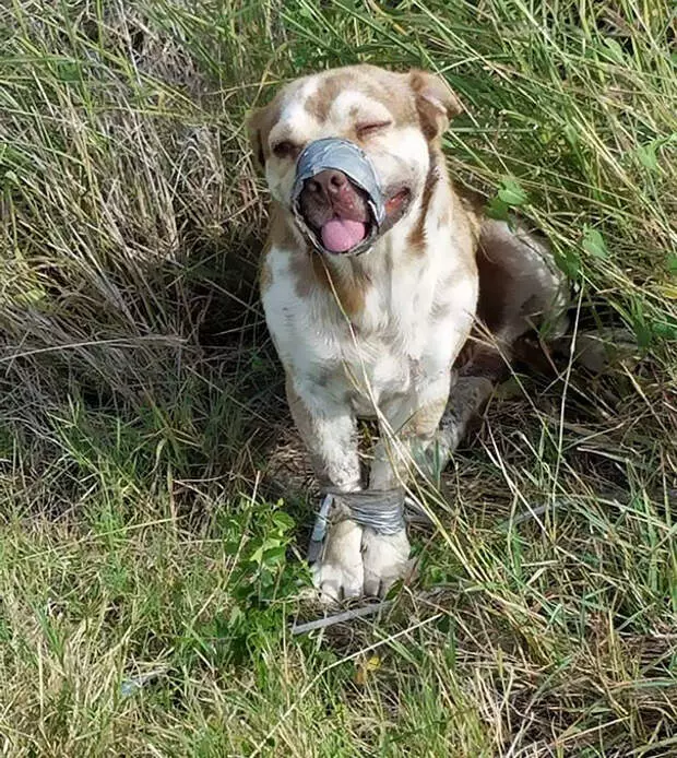 Fuarthas madra beo i gclais le lapaí ceangailte agus téip timpeall a mhuiníl