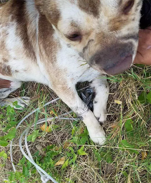 De poten werden ook vastgebonden met een sterke kabel. Iemand heeft de hond achtergelaten om te sterven dierenredding, hondenredding