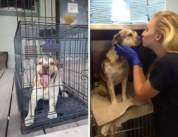 Le chien remue constamment la queue, sachant très bien ce qui lui est arrivé. Il est très reconnaissant pour le sauvetage des animaux, le sauvetage des chiens