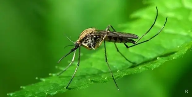 Unsa nga mga tanum ang itanom sa ilang summer cottage aron mahadlok ang mga lamok, midges