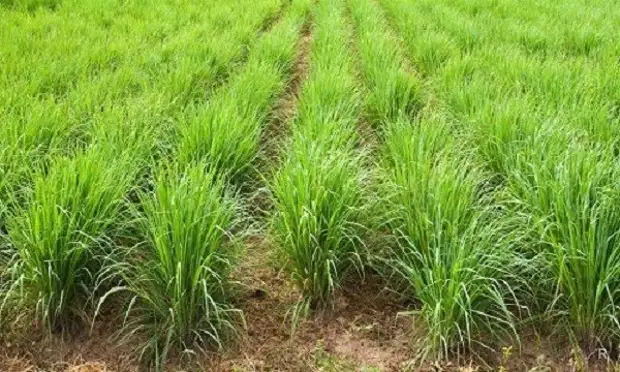 Hokker planten om te planten yn har simmerhúske om muggen, muggen fuort te skrikken