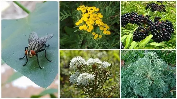 Çfarë bimësh të mbillni në vilën e tyre verore për të trembur mushkonjat, mushkonjat