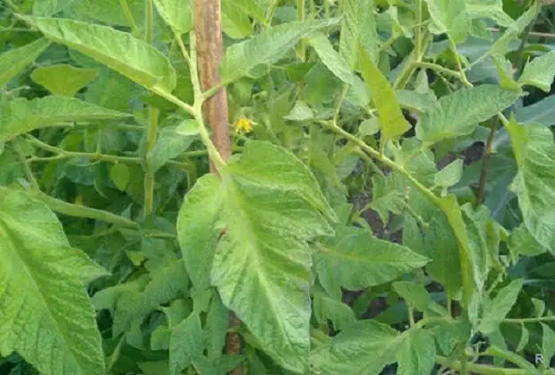 蚊や小虫を追い払うために夏の別荘に植える植物