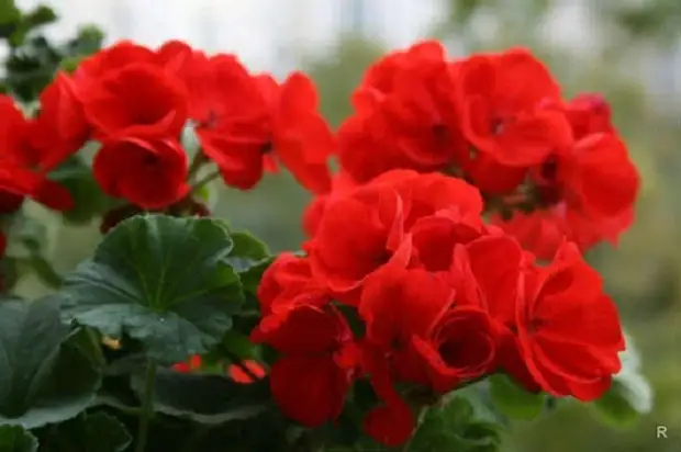 Hokker planten om te planten yn har simmerhúske om muggen, muggen fuort te skrikken