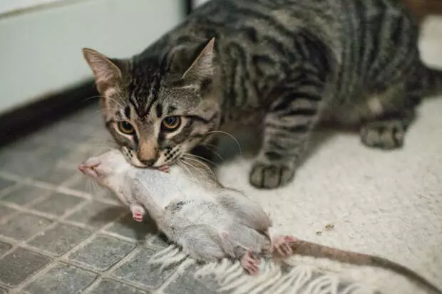 Зашто мачке доносе плен својим власницима
