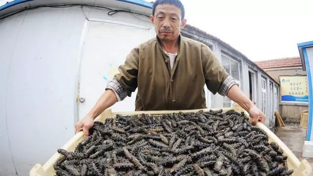 해삼: 아시아인에게는 질감이 중요합니다.