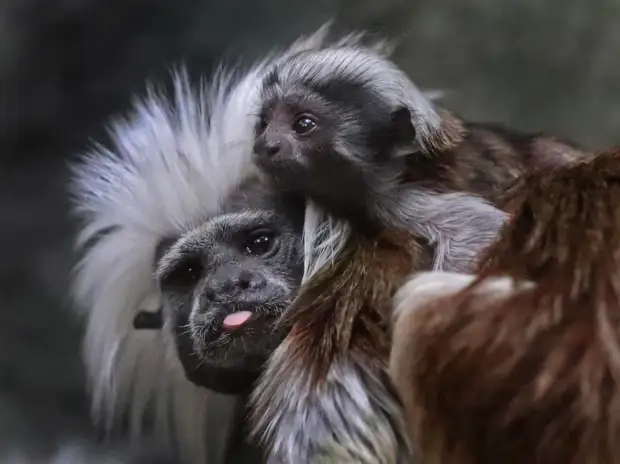 Tamarins. Trêu ghẹo