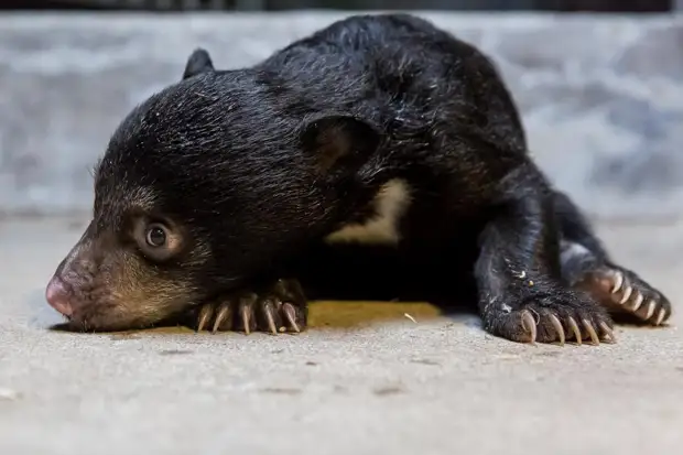 Maldiligenta urso