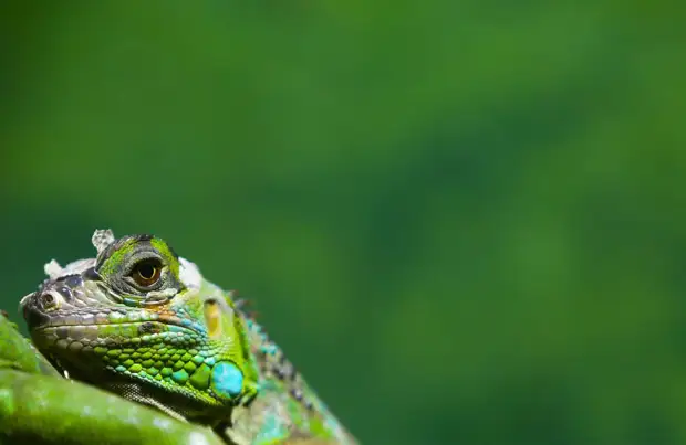 Iguana verda. Indiferència