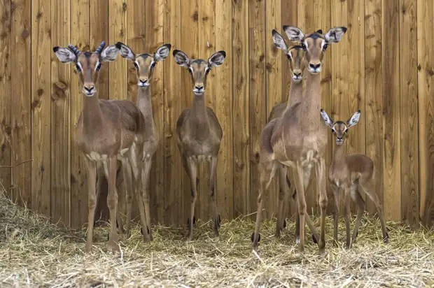 Impala. Concentració