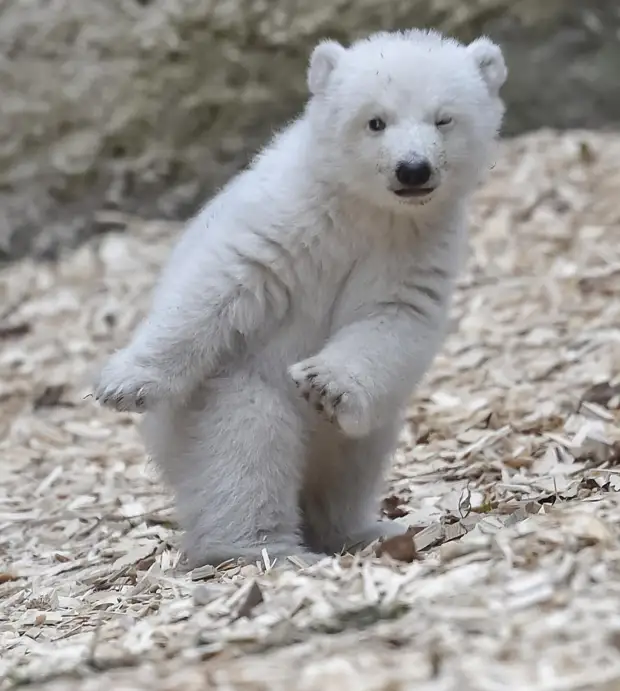 Cadell d'ós polar. Estat d'ànim juganer