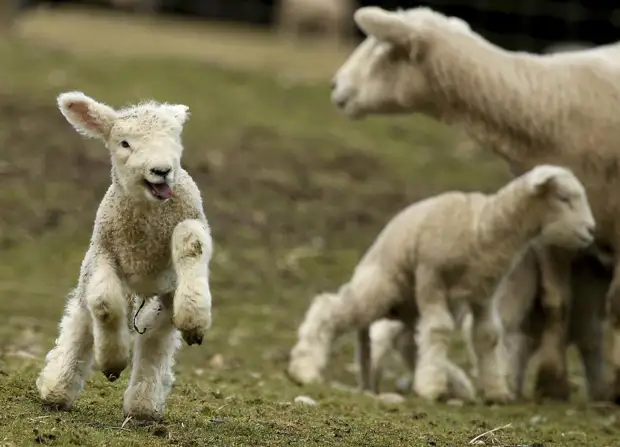 Lamm. Lekfullhet