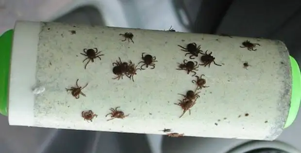 Gamitin ang simpleng trick na ito upang maiwasan ang mga ticks sa buong tag-araw!