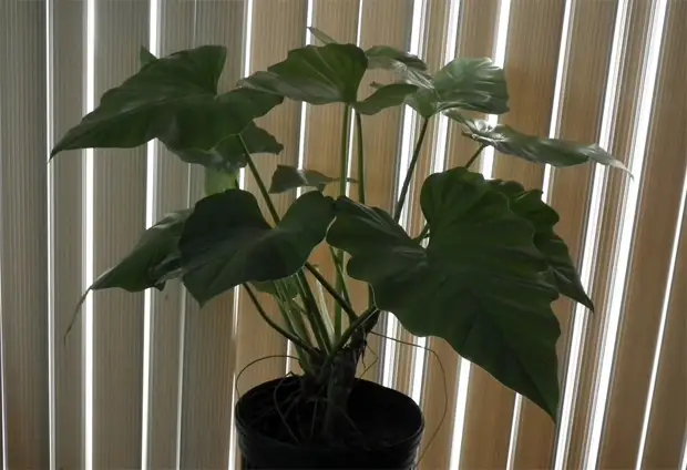 Ang Philodendron dali nga mopahiangay sa partial shade, ug kung adunay hulaw, kontento kini sa mga reserba sa tubig nga natipon sa mga petioles. Ang mga Philodendron epektibo sa pagsukol sa taas nga konsentrasyon sa formaldehyde ug xylene sa hangin.