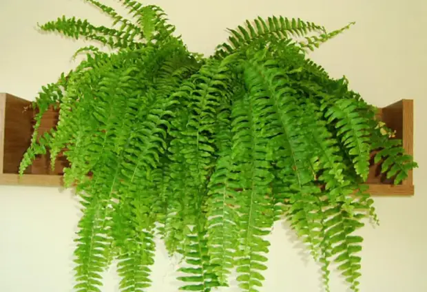 Nephrolepis Chomera chochokera ku mtundu wa ferns wa banja la Lomariopsis sikuti chimangoyeretsa mpweya, komanso chimawunyowetsa. Zomera zachikulire 2-3 zimatha kuwonjezera chinyezi m'chipinda chosaposa 20 sq. m mpaka 75%.