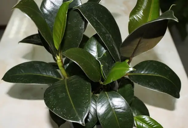 Ficus de goma Limpa eficazmente o aire do monóxido de carbono, formaldehido, tricloroetileno e outras substancias nocivas que se atopan con maior frecuencia en espazos pechados. En Ayurveda, esta planta tamén se usa para mellorar a enerxía da habitación.