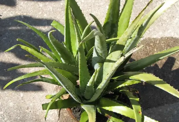 Aloe Vera Tumbuhan ini boleh menapis banyak bahan pencemar udara, termasuk formaldehid dan benzena. Selain itu, ia mengurangkan kandungan protozoa di udara.