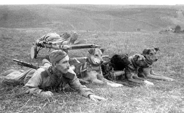 Ako psy pomáhali vojakom počas vojny: zneškodňovali náboje, zachraňovali životy a iné výkony