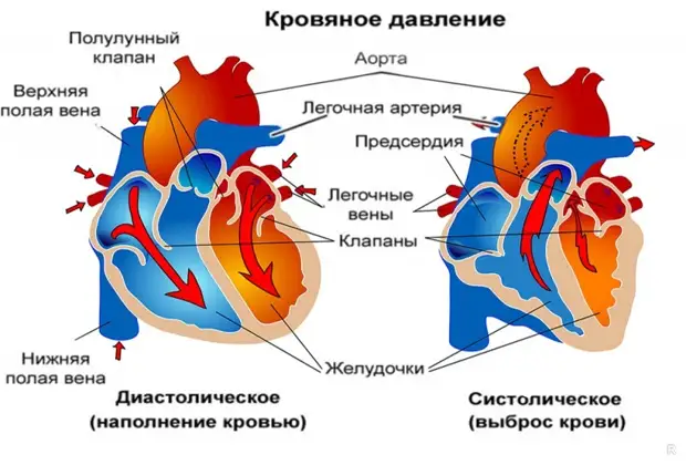 Кеше басымы: тонометр укуларының өске һәм аскы саннары нәрсә әйтә, нинди басым нормаль санала