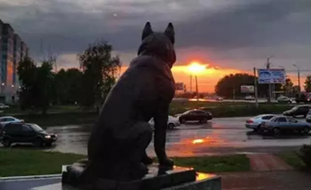 "Chukchi Hachiko" និងសត្វឆ្កែផ្សេងទៀតដែលបង្ហាញថាមានភក្ដីភាព