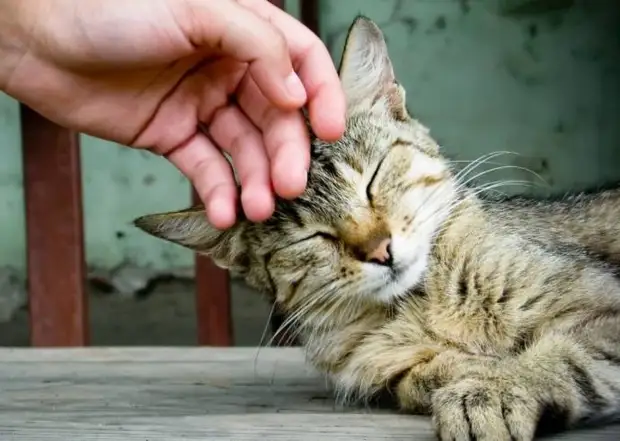 Cats treat people with their purrs