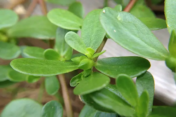 Purslane