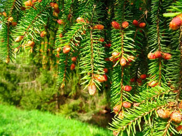 De foardielen fan in coniferous bosk foar minsken