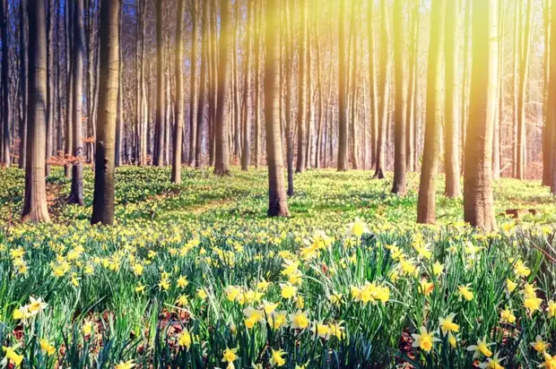 Com arriba la primavera a diferents parts del planeta