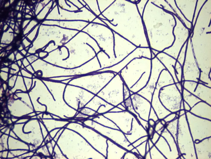 Jak pachnie pochwa? Tajemniczy biom śluzu. Medycyna, pochwa, infekcja, Scientaevulgaris, Longpost