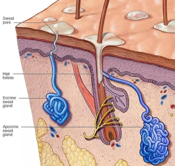 Che odore ha la vagina? Misterioso bioma di melma. Medicina, Vagina, Infezione, Scienteevulgaris, Longpost