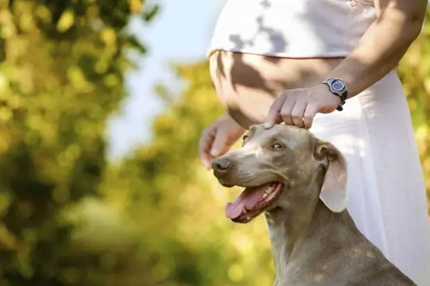 15 perros que esperan reponer fuerzas con sus padres