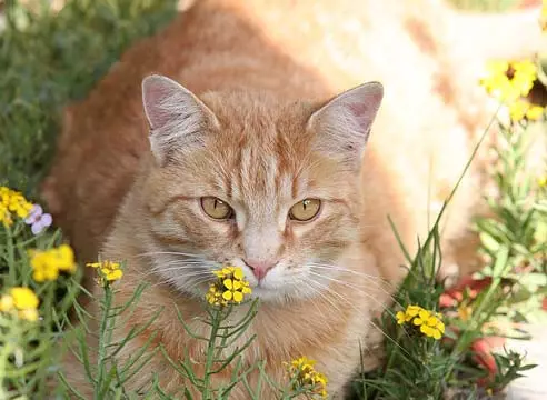 Paparres: protecció de les mascotes