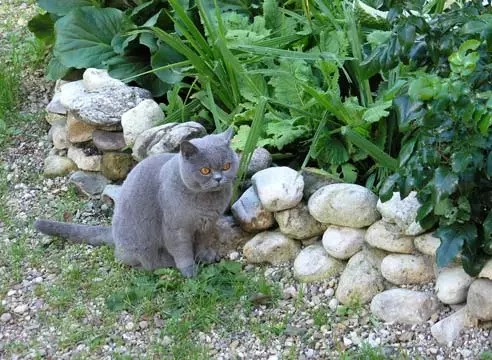 Teken: húsdieren beskermje